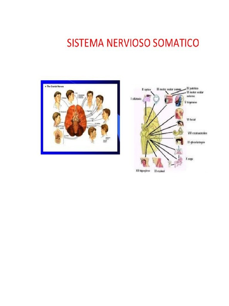 Funciones Y Estructura Del Sistema Nervioso Somático Pdf Nervio