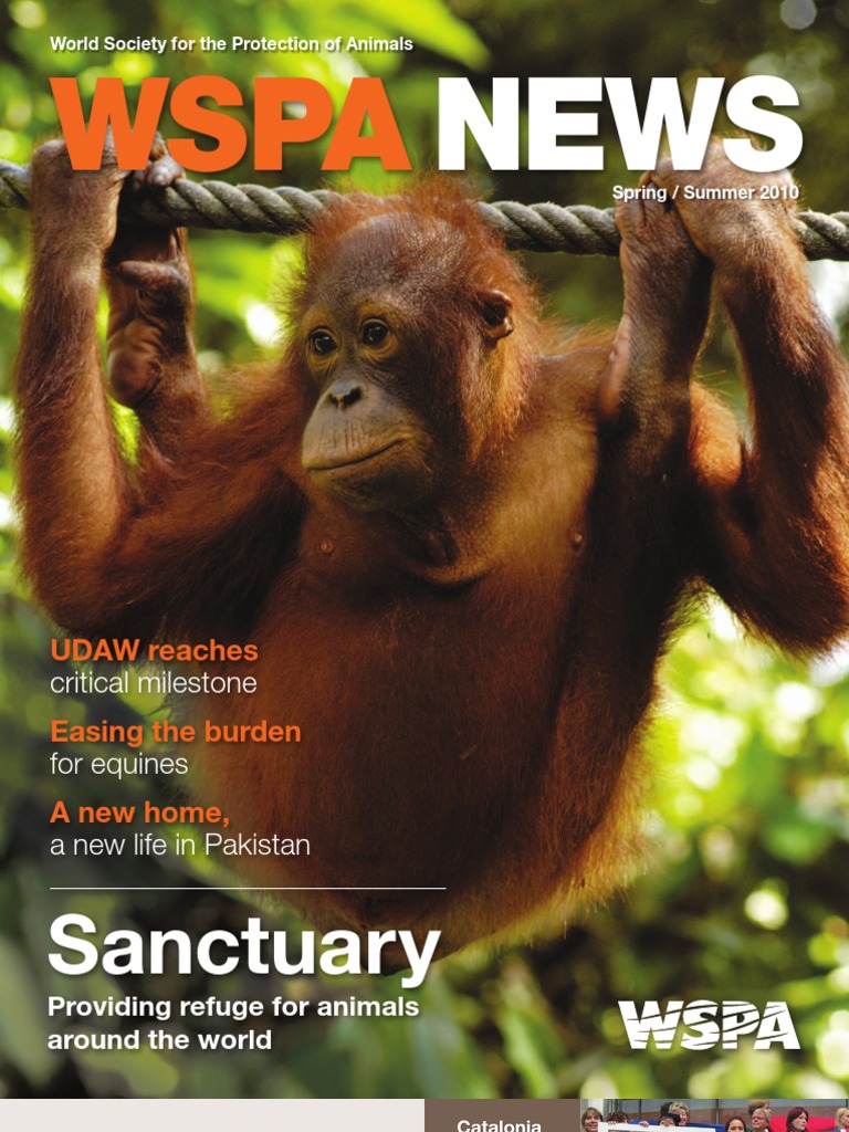 WSPA News - Spring Summer 2010 | Horses | Animal Welfare