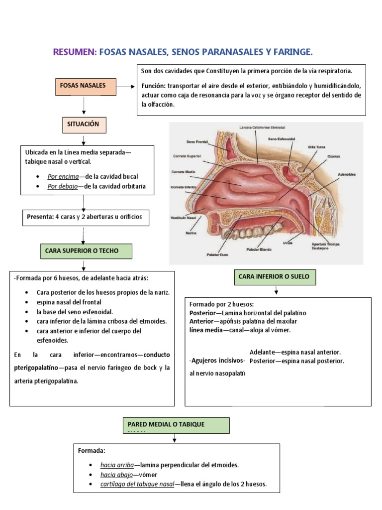RESUMEN de Fosas Nasales, Senos Paranasales y Faringe | PDF | Anatomía ...