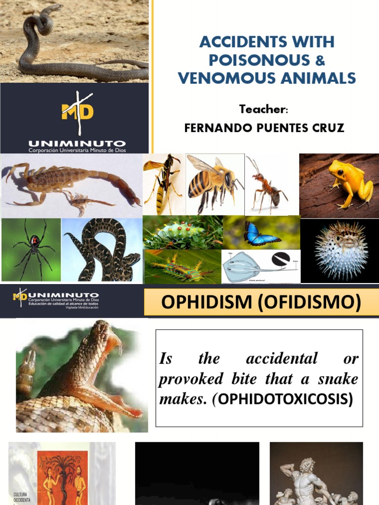 4 Poisonous & Venomous Animals | PDF | Snake | Venom