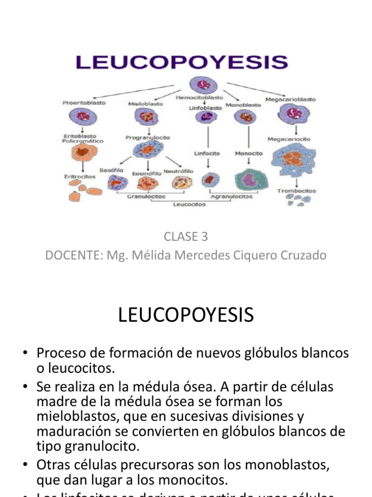 Leucopoyesis - Clase 3 | PDF | Leucocito | Linfocitos