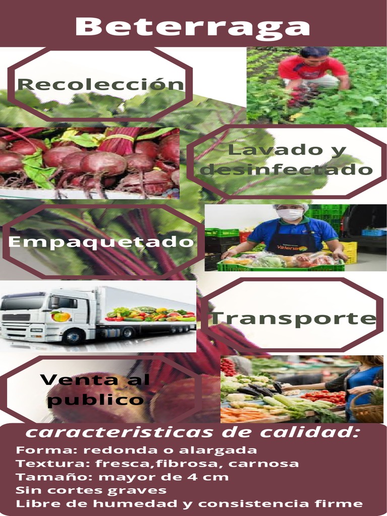 Tríptico sobre la Beterraga | PDF | Salud y bienestar