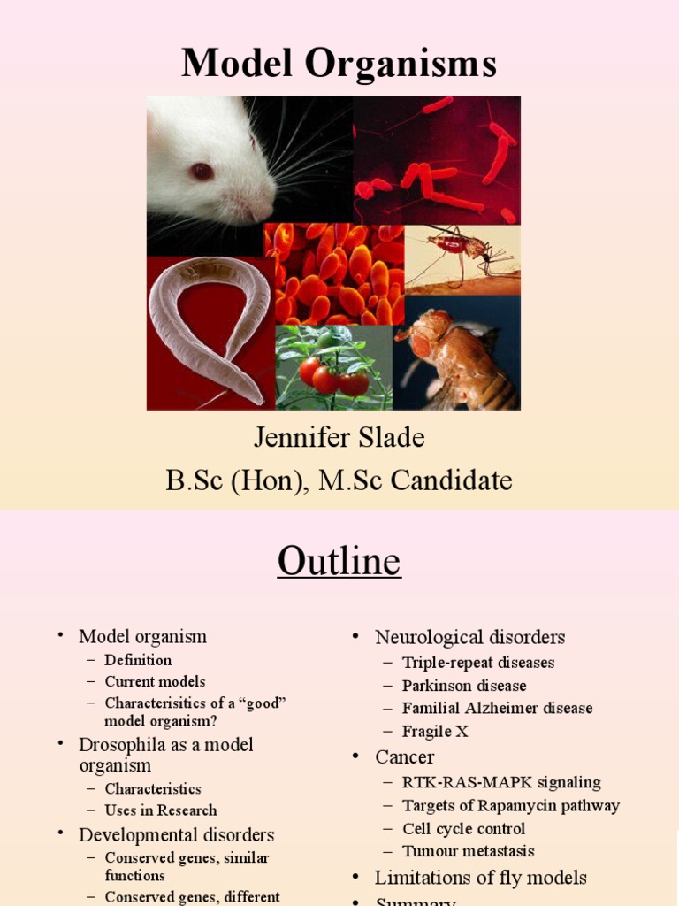 Model Organisms: Jennifer Slade B.SC (Hon), M.SC Candidate | PDF ...