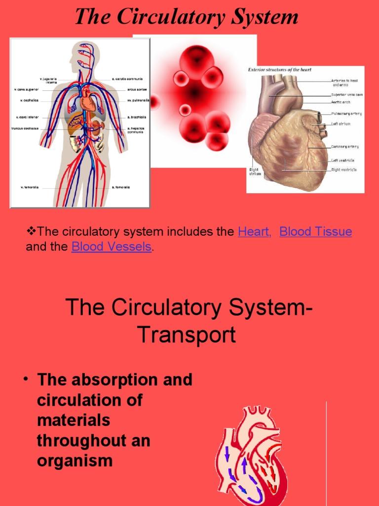 Heart, Blood Tissue Blood Vessels: The Circulatory System Includes The ...