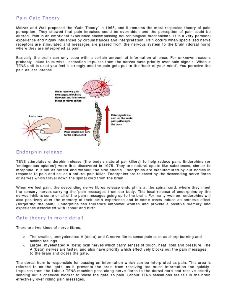 Pain Gate Theory | PDF | Pain | Nerve