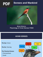 Super Senses Worksheet | PDF | Senses | Eagle