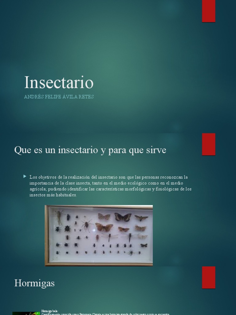 Insectario Maker | PDF | Hormiga | Araña