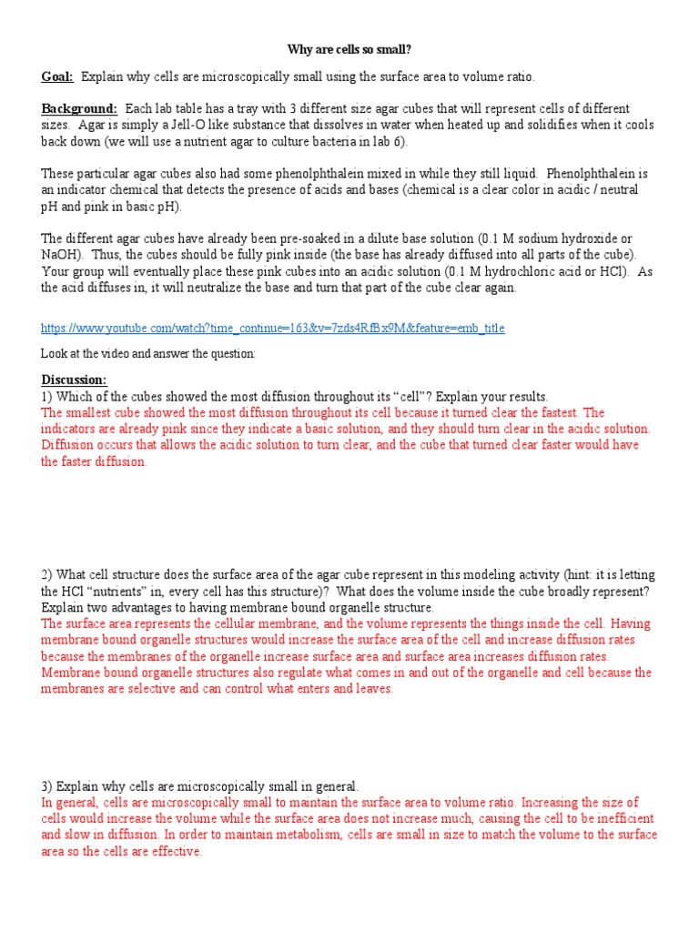 Why Are Cells So Small Virtual Lab 1 | PDF | Surface Area | Cell Membrane