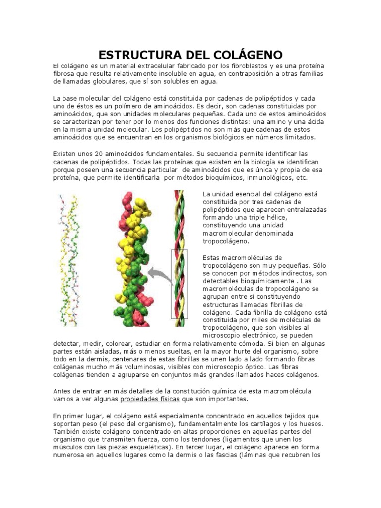 Estructura y función del colágeno | PDF | Colágeno | Aminoácidos