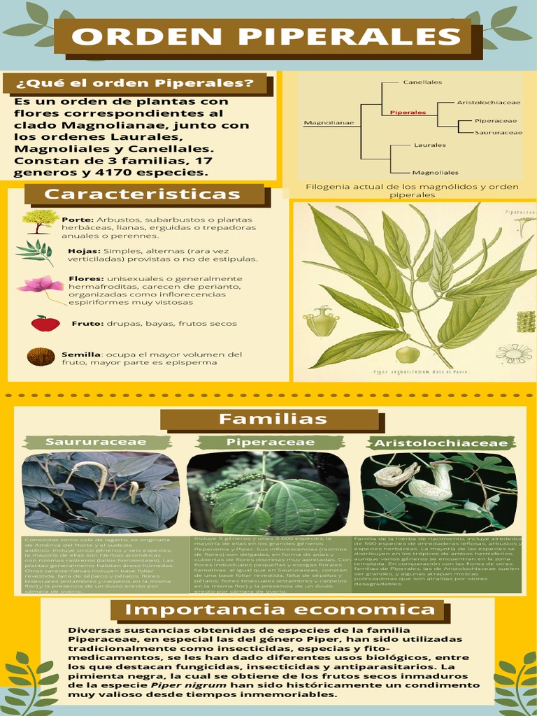 Orden Piperales - Posso-Jean PDF | PDF | Flores | Plantas