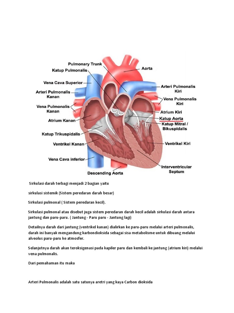 The Circulatory System Explained | PDF