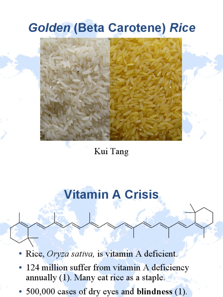 Golden (Beta Carotene) Rice: Kui Tang | PDF | Food And Drink | Agriculture