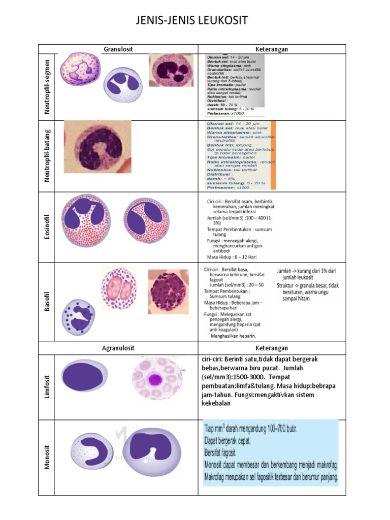 Jenis Leukosit | PDF