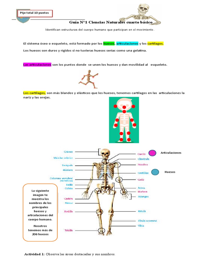 Guia CS Naturales U3 Leticia | PDF | Esqueleto | Músculo