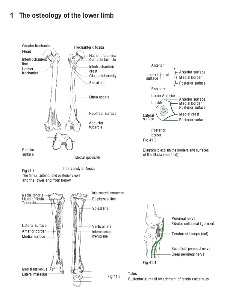 The Osteology of The Lower Limb | PDF | Knee | Skeletal System