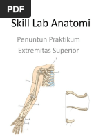 Upper Limb Bones Labeling Guide | PDF | Musculoskeletal System | Human ...