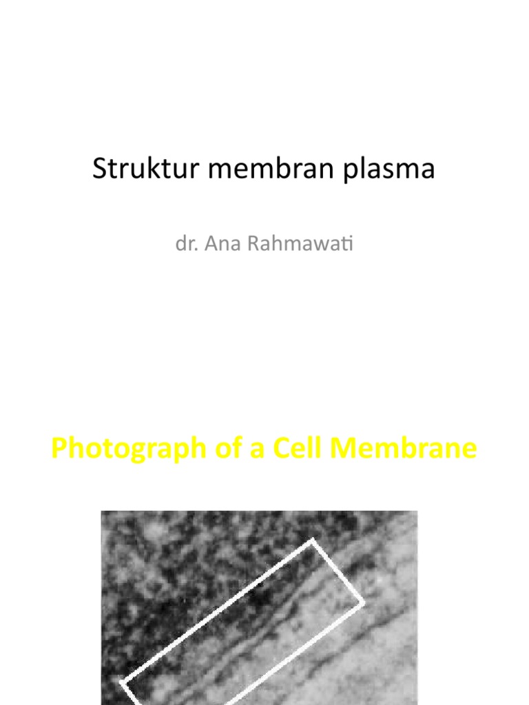 Struktur Membran Plasma | PDF