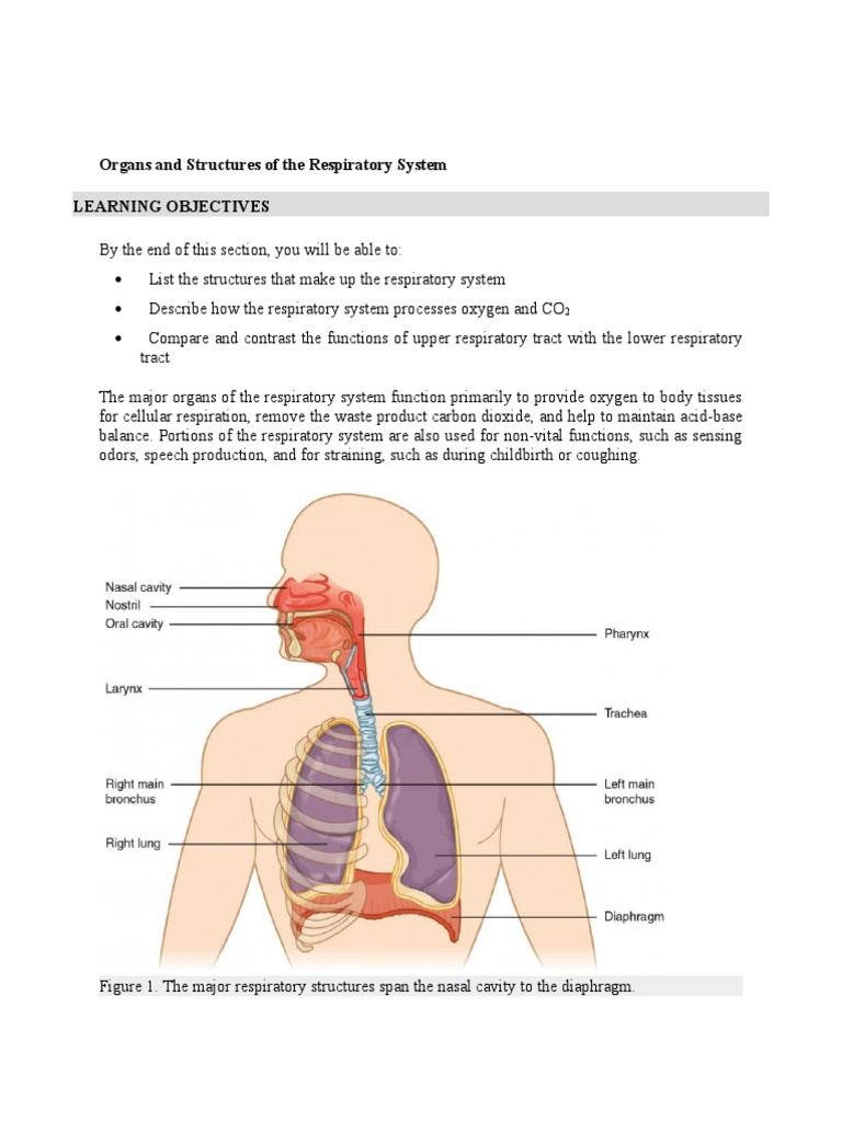 Organs and Structures of The Respiratory System | PDF