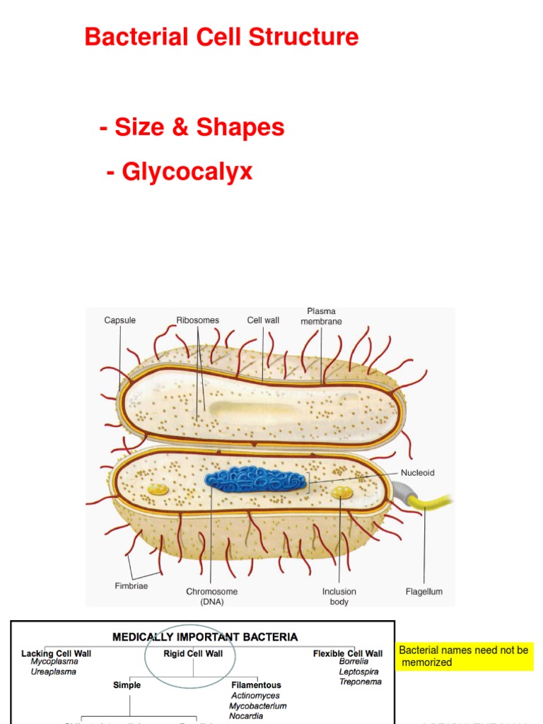 Unit 4 Bacterial Structure - Overview & Glycocalyx 2020 PDF | PDF | Biofilm | Cell (Biology)