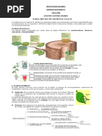 Guia Grado 7 Biologia Tejidos Vegetales | PDF | Plantas | Hoja