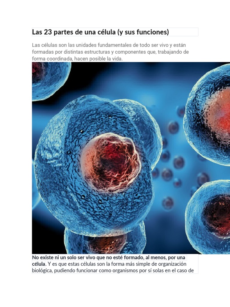 Partes de la célula y sus funciones | PDF | Citoplasma | Biología Celular)