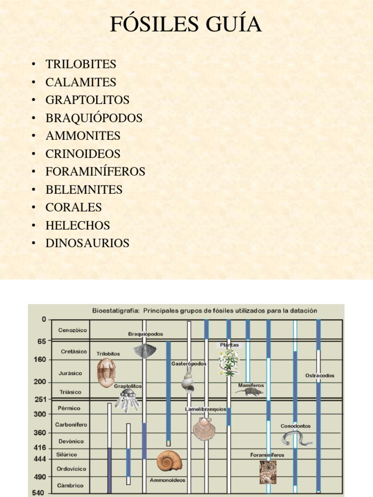 Fósiles Guía 1 | PDF