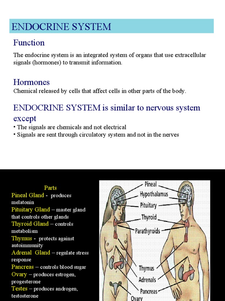 Endocrine System: Function | PDF | Endocrine System | Hormone