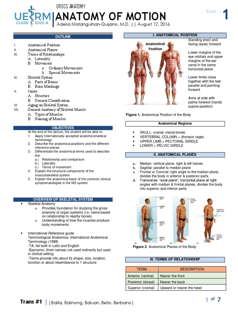 (ANATOMY) 1.01 Anatomy in Motion | PDF | Anatomical Terms Of Motion ...