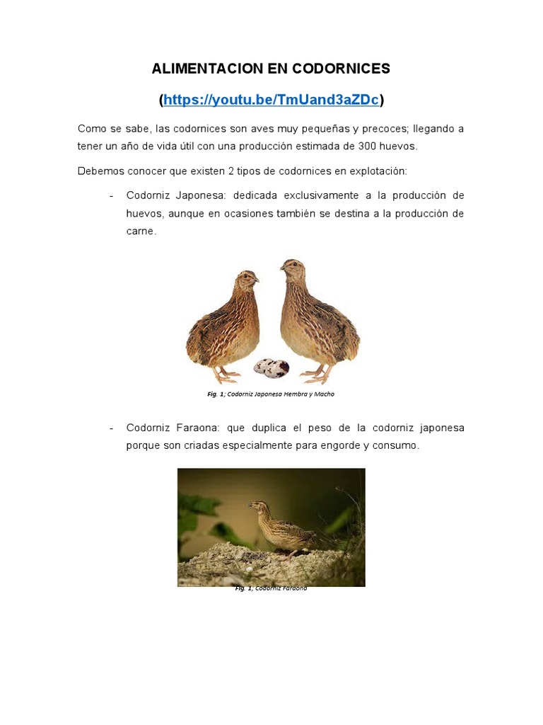 Alimentacion en Codornices | PDF | Alimentos | Huevo como alimento