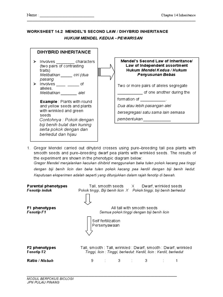 WORKSHEET 14.2 Mendel's Second Law Dihybrid Inheritence | PDF
