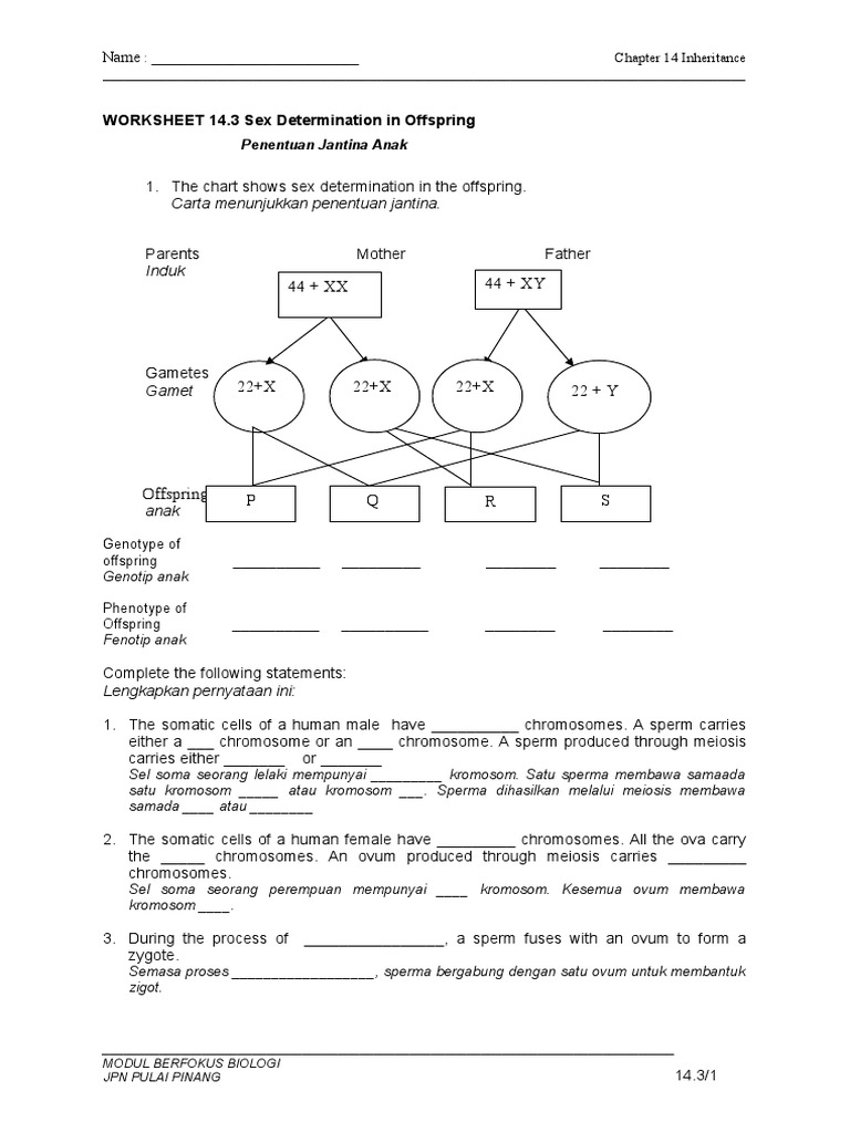 WORKSHEET 14.3 Sex Determination in Offspring | PDF | Sex | Male