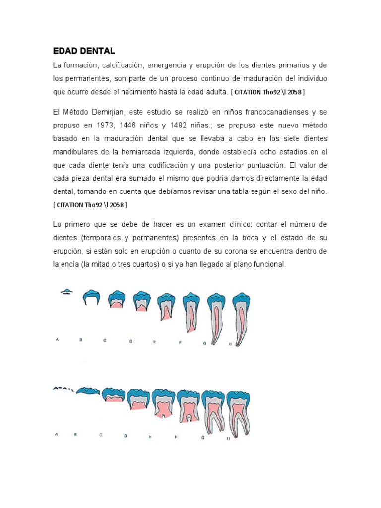 Edad Dental | PDF | Diente | Esmalte de dientes