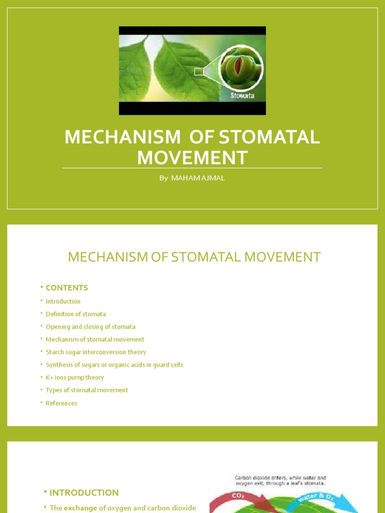 Mechanisms of Stomatal Movement | PDF | Stoma | Osmosis