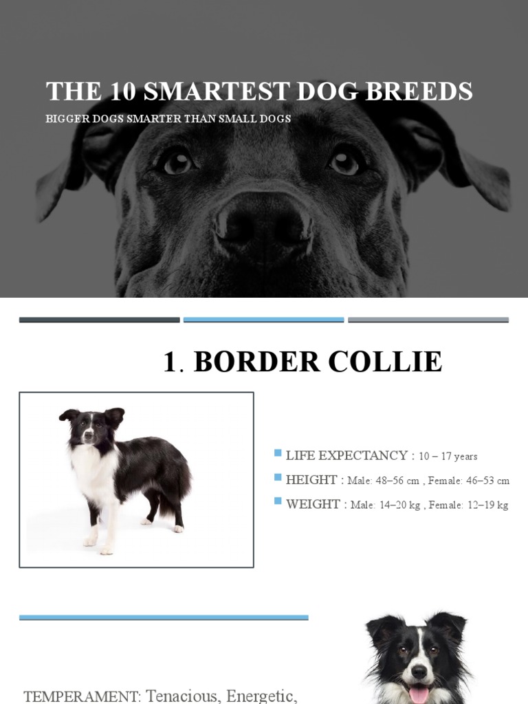 The 10 Smartest Dog Breeds | PDF | Mammals As Pets | Animals And Humans