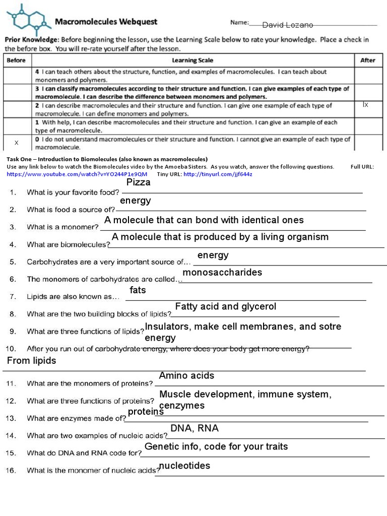 David Lozano - Biomolecules WebQuest | PDF | Macromolecules | Cell ...