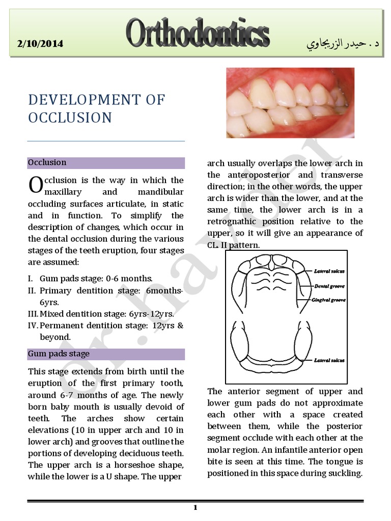Development of Occlusion 1 PDF | PDF | Tooth | Mouth