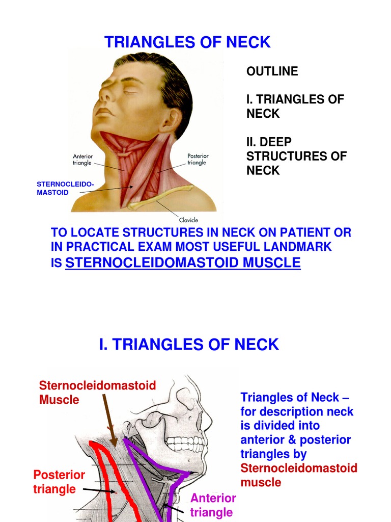 Triangles of Neck: Sternocleidomastoid Muscle | PDF | Common Carotid ...
