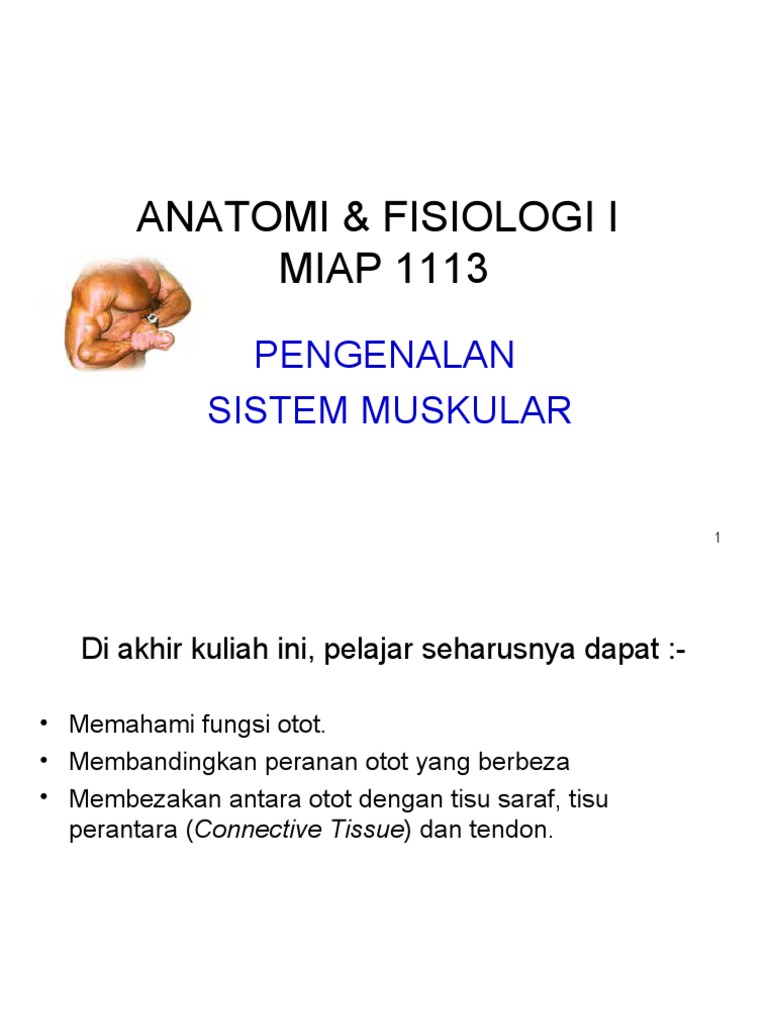 Anatomi & Fisiologi I MIAP 1113: Pengenalan Sistem Muskular | PDF ...