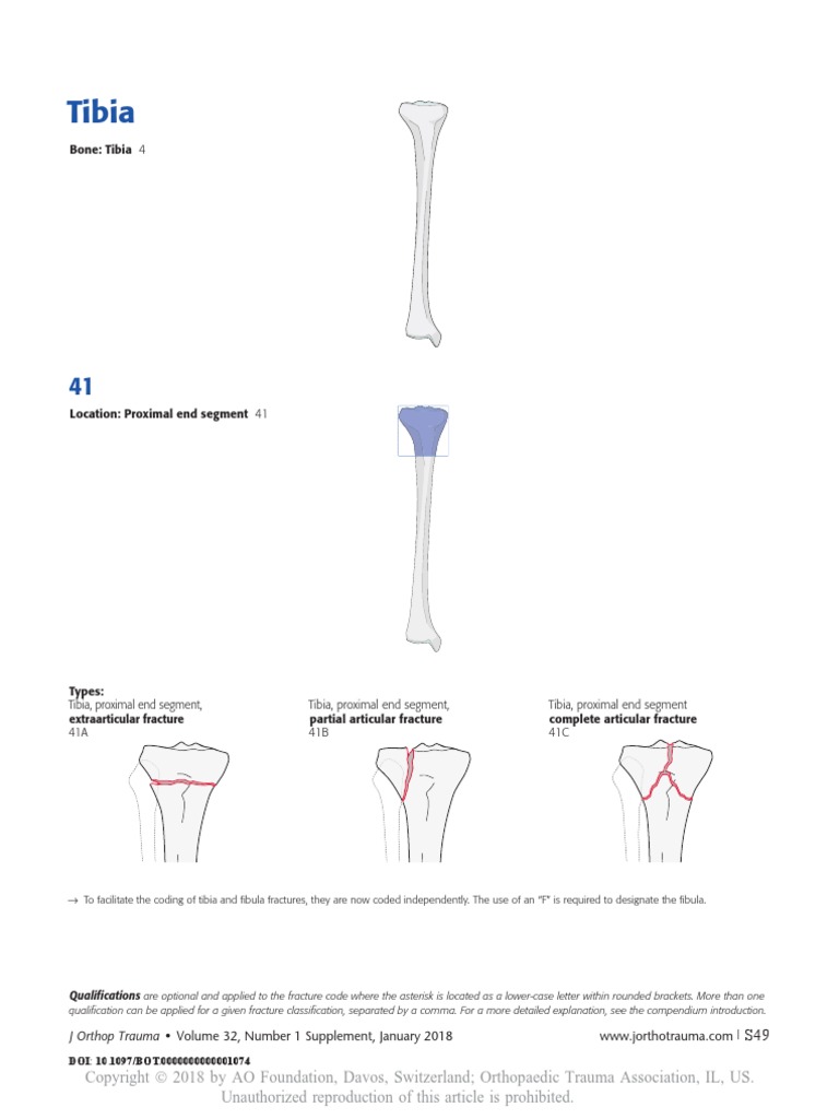Tibia 2018 | PDF | Musculoskeletal System | Human Anatomy
