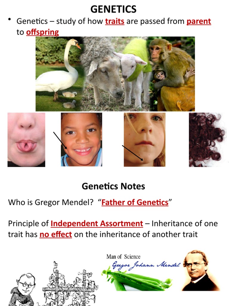 Traits Parent Offspring: - Genetics - Study of How Are Passed From To ...