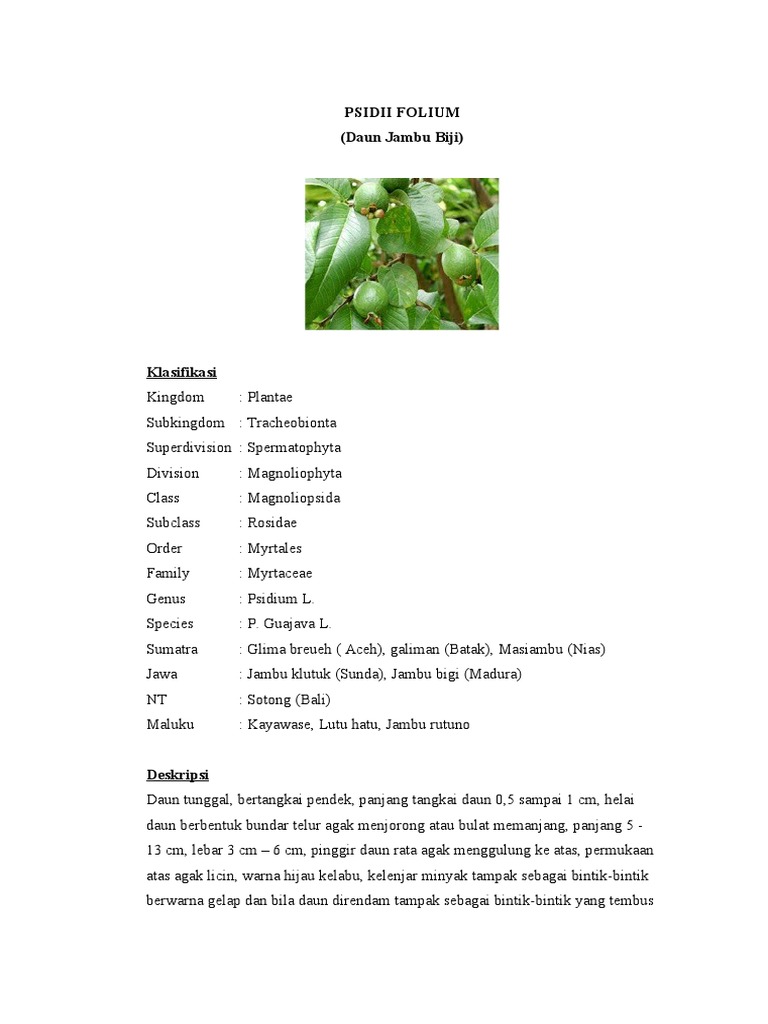 Psidii Folium | PDF