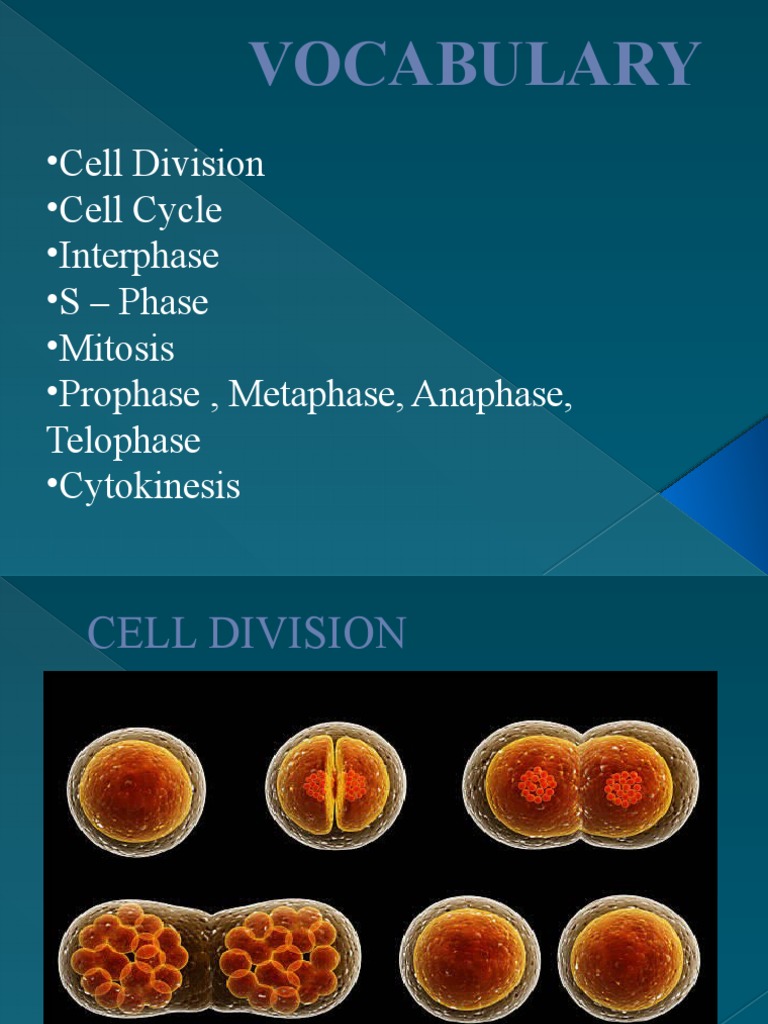 Cell Division and Plant vs Animal Cells | PDF | Mitosis | Endoplasmic Reticulum