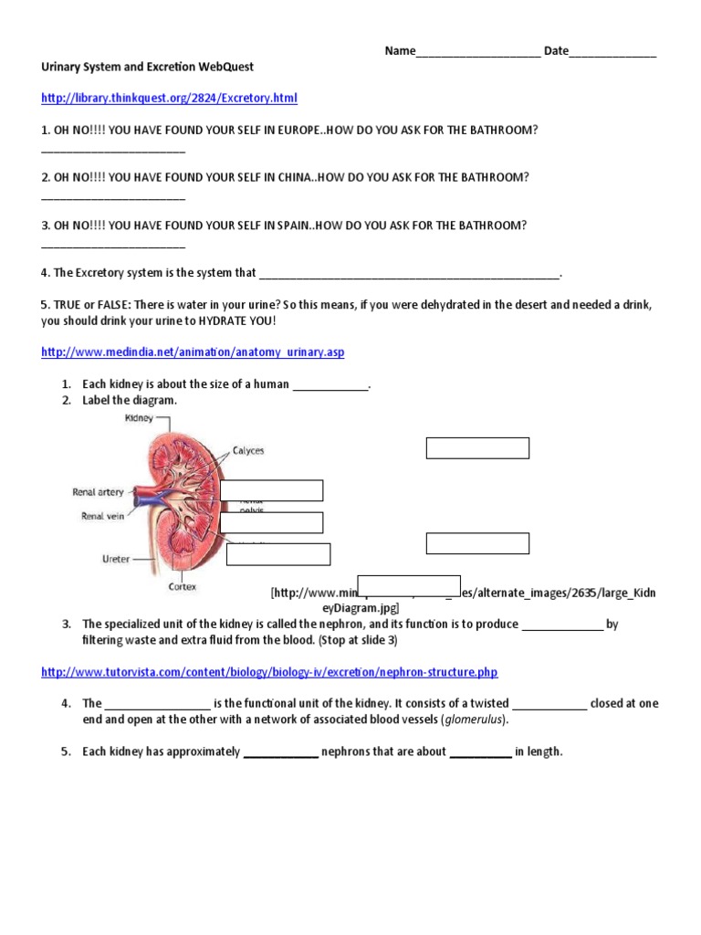 Name - Date - Urinary System and Excretion Webquest | PDF | Kidney ...