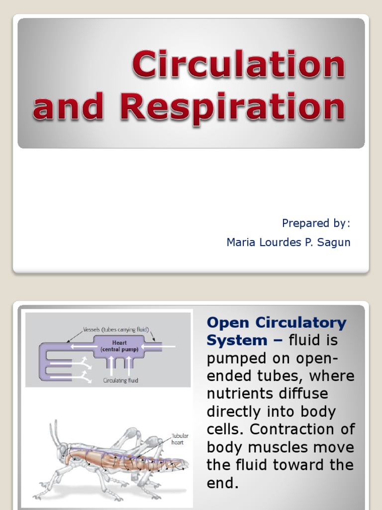 23 Circulation-and-Respiration | PDF | Respiratory System | Red Blood Cell