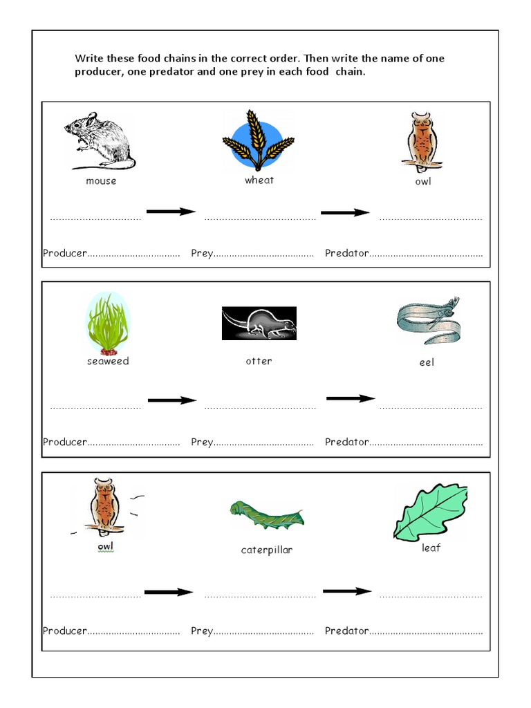 Food Chain Worksheet Grade 3 | PDF