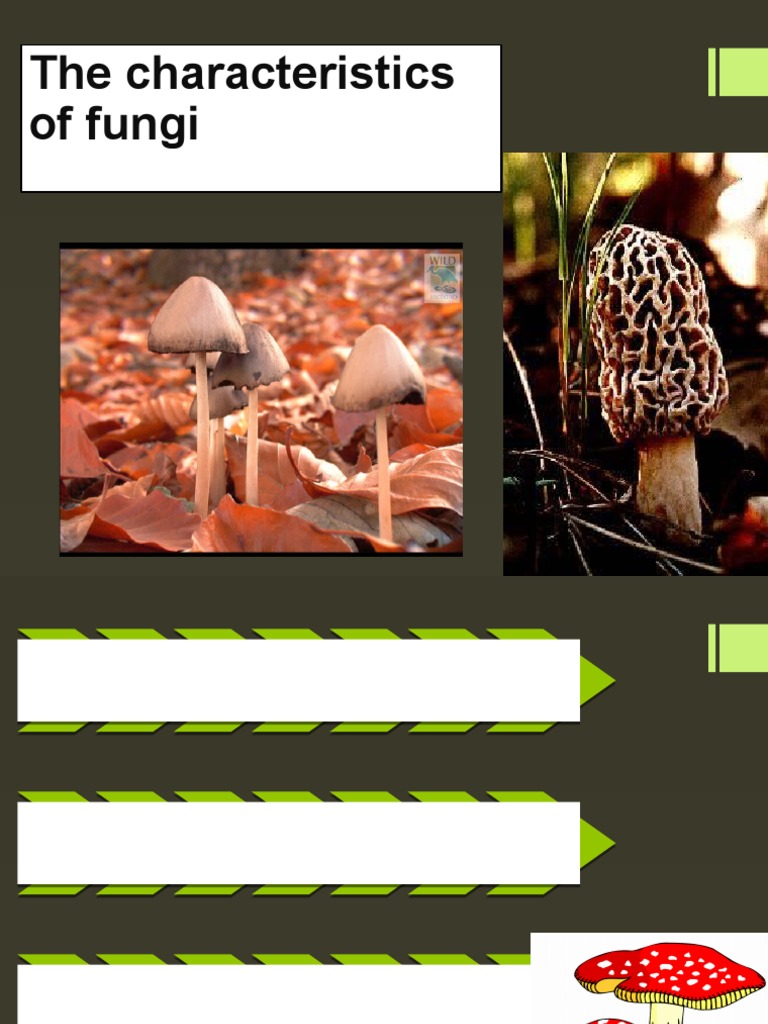 FUNGI Grade 3 | PDF | Fungus | Yeast