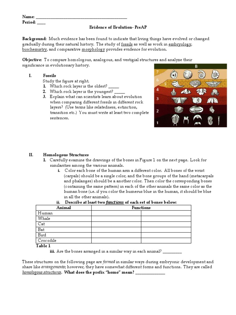 Evidence Of Evolution Worksheet Answer Key