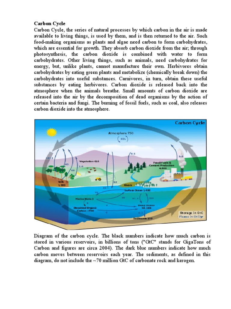 Carbon & Nitrogen Cycle | PDF | Nitrogen | Carbon Cycle