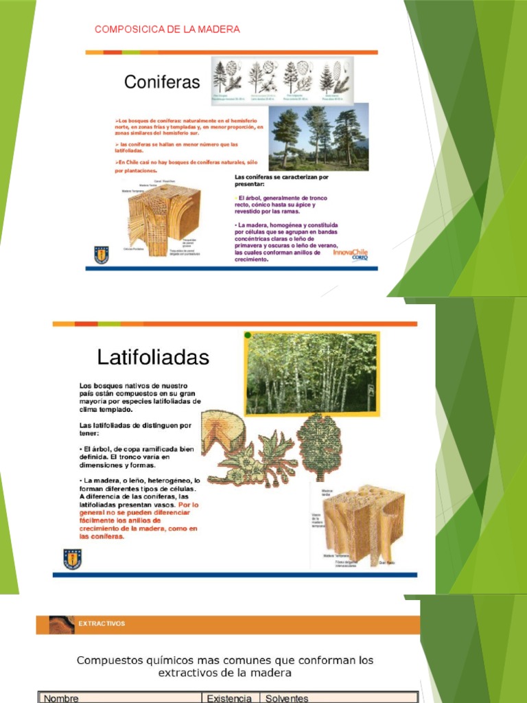 Novena Clase de Anatomia de La Madera | PDF | Madera | Biología Celular)