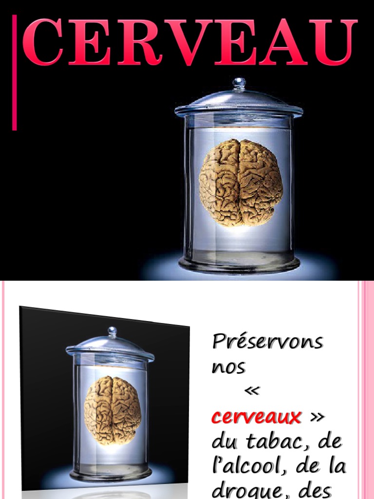 Anatomie Du Cerveau | PDF | Circonvolution cérébrale | Thalamus